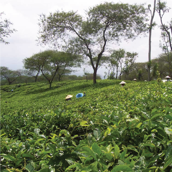 Wonosari Tea Plantation - The Shalimar Boutique Hotel Malang